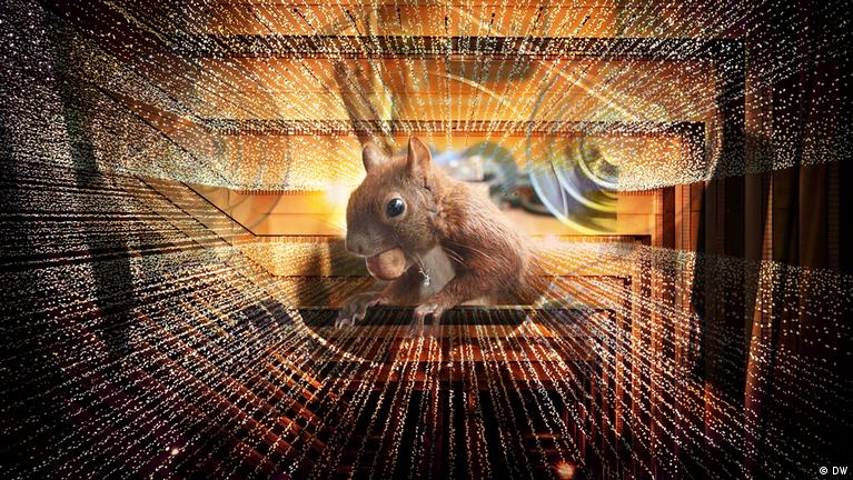 Can AI Help Us Understand Animals Better?