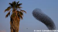 The fascinating flight show of starlings – DW – 01/19/2025