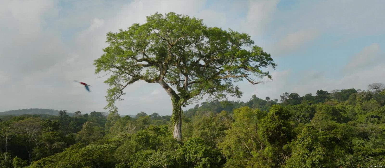Tropical Rainforest Kapok Tree Kapok Tree Roots Hi Res Stock