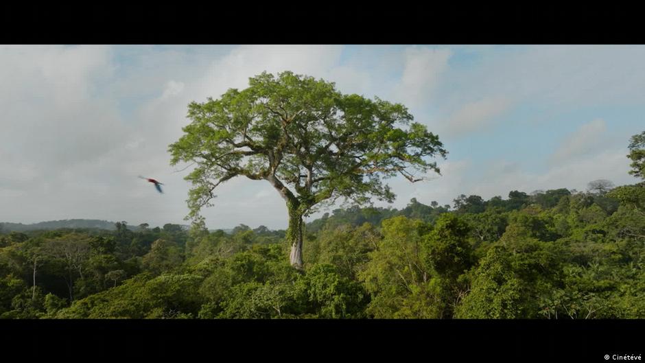 Legendary Giants - Kapok Trees in the Amazon Rainforest – DW – 01/22/2025