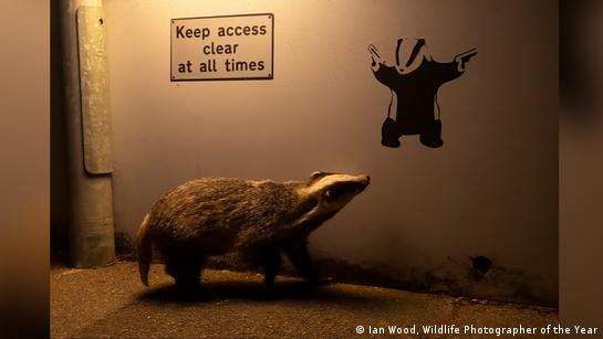 Urban badger shot wins 2024 wildlife photography award