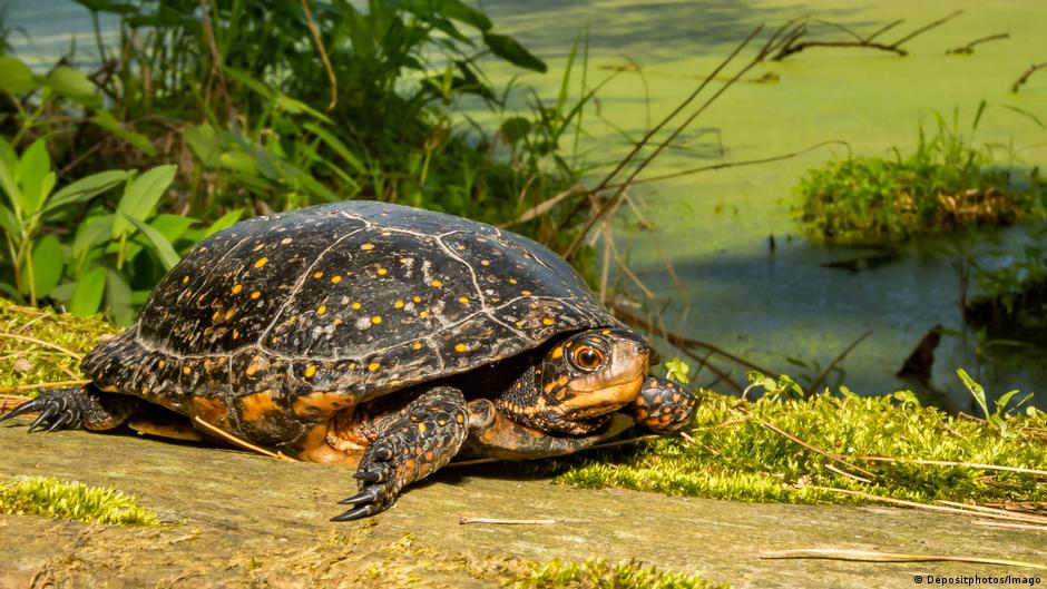Endangered yellow-spotted river turtles freed into Amazon – DW – 02/10/2025
