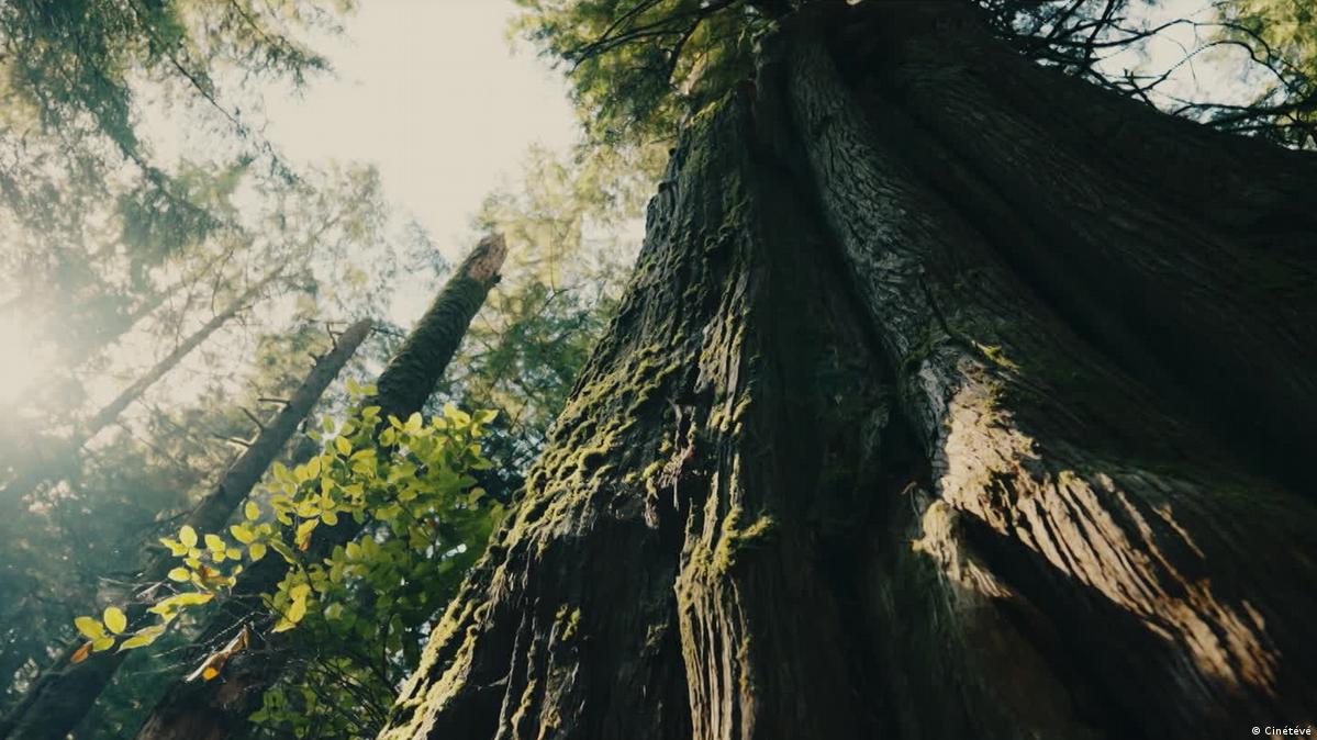 We Come from the Cedar Tree – DW – 02/20/2025