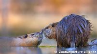 What are nutria, and how could they possibly be a problem?