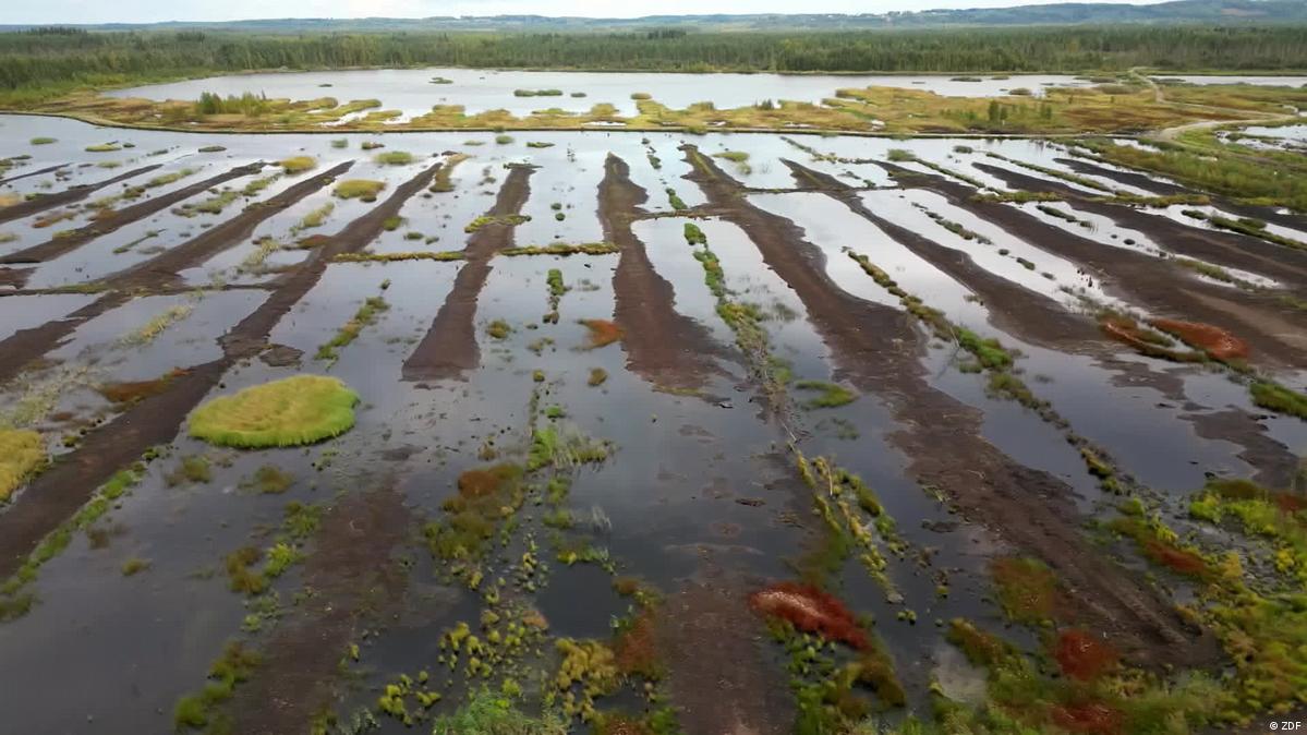 El poder de las turberas: aliadas en la emergencia climática