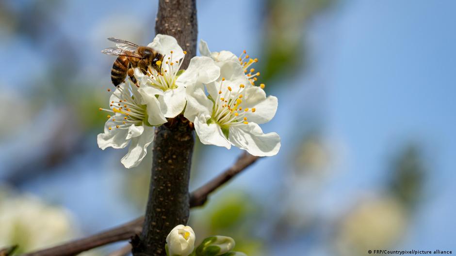 Svaka pčela ubada svojim stilom – DW – 6. 5. 2025.