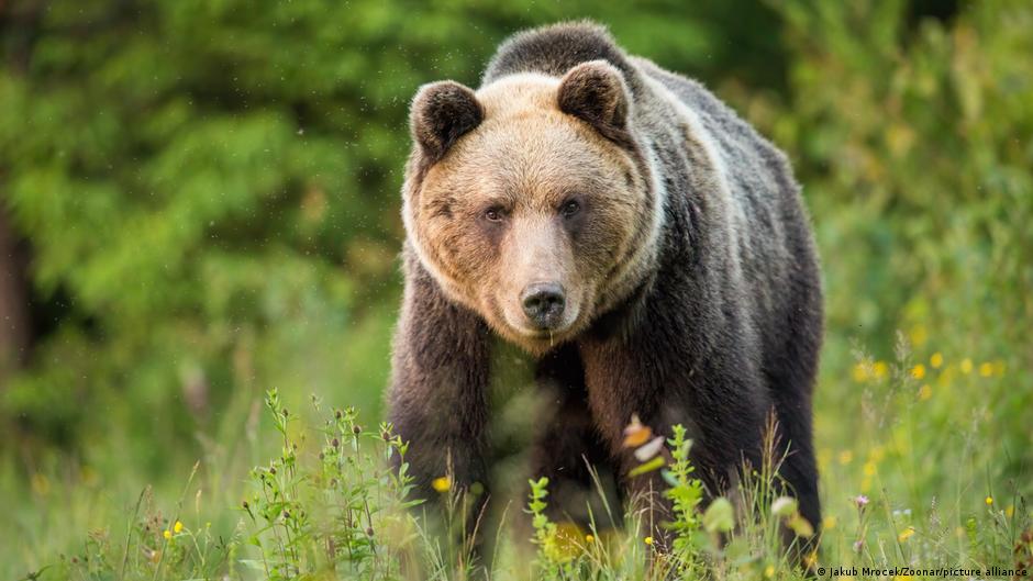 Slovakia approves plans to kill hundreds of wild bears – DW – 04/04/2025