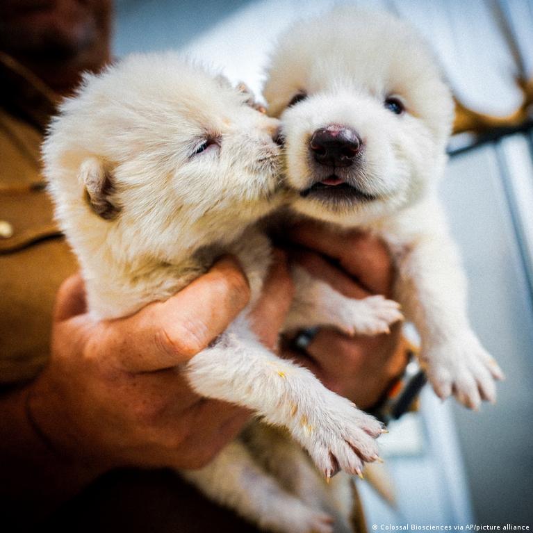 World Record Wolf 7 Top Biggest Wolf Ever Recorded Giant Wolves