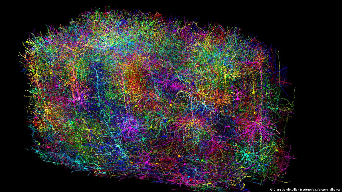 El atlas neuronal que podría cambiar la ciencia para siempre – DW – 10 ...