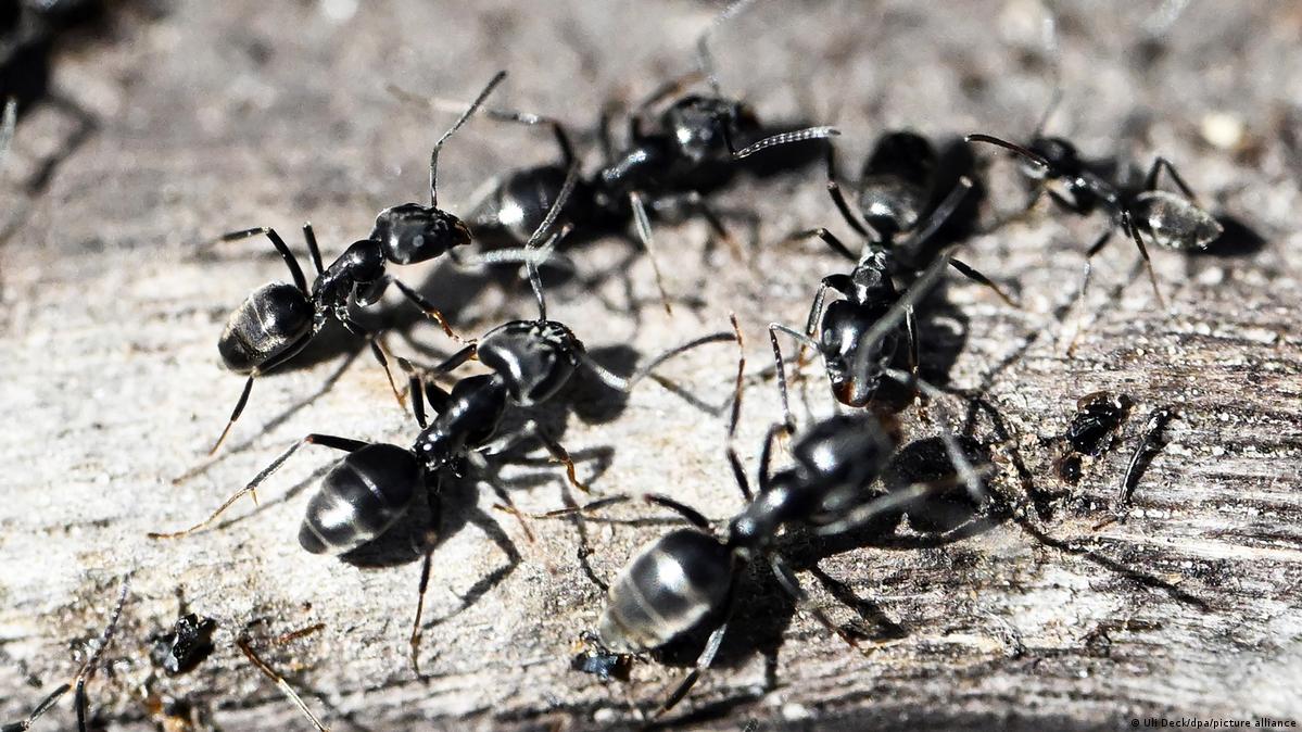 How dangerous are invasive insects in Europe? – DW – 06/20/2025