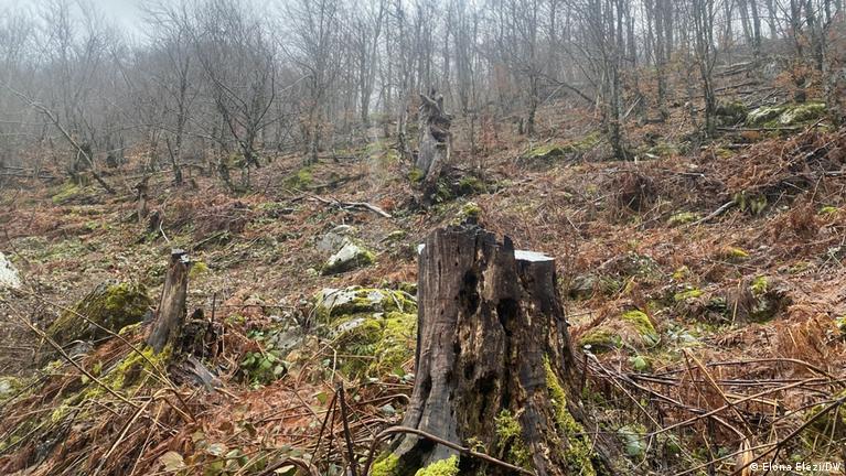 Italy's appetite for wood fuels Albanian forest crisis
