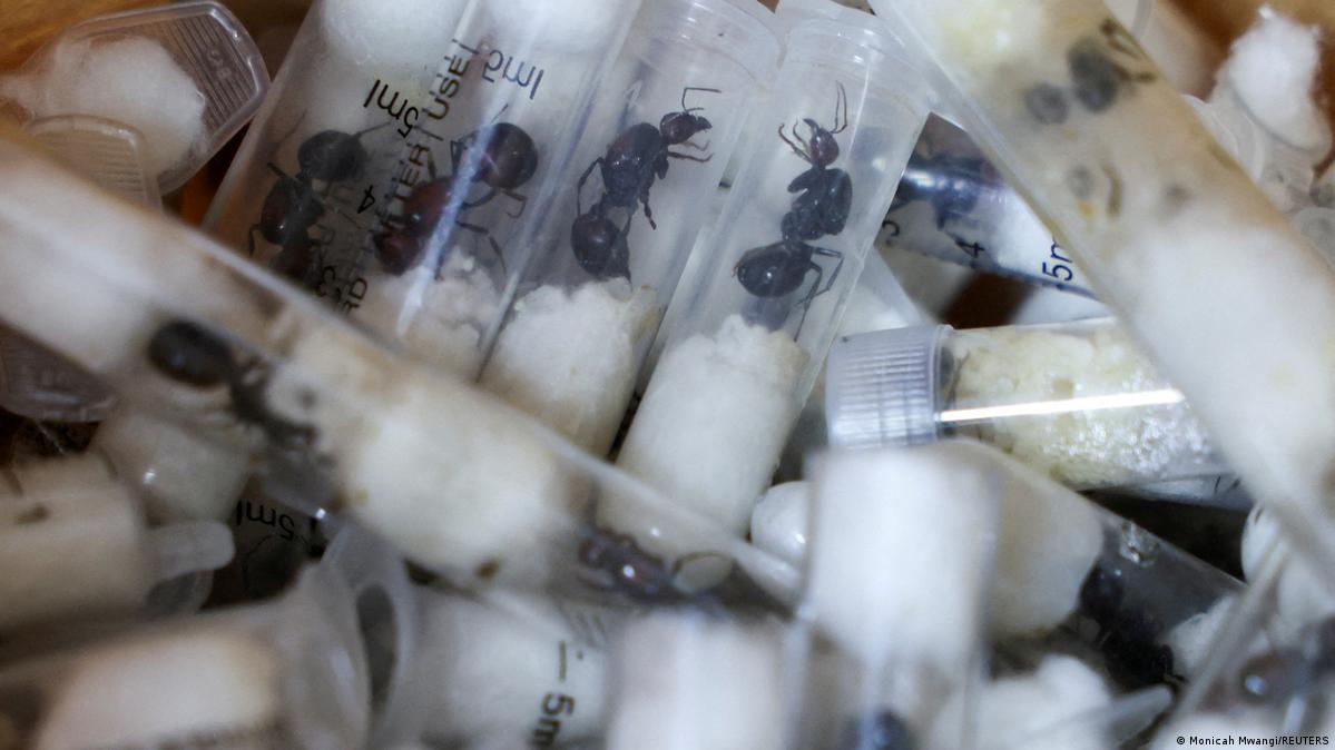 Biopirati krijumčare i mrave: male vrste – velika opasnost – DW – 15. 5 ...