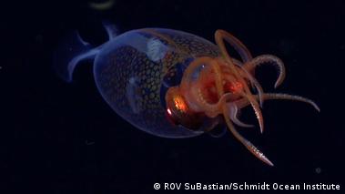 Marine researchers reel in first footage of colossal squid – DW – 04/17 ...