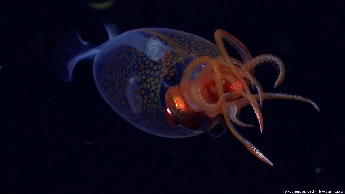 Marine researchers reel in first footage of colossal squid – DW – 04/17 ...