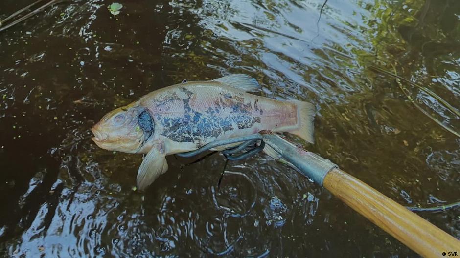 Our Rivers - How to Save Germany’s Vital Waterways?