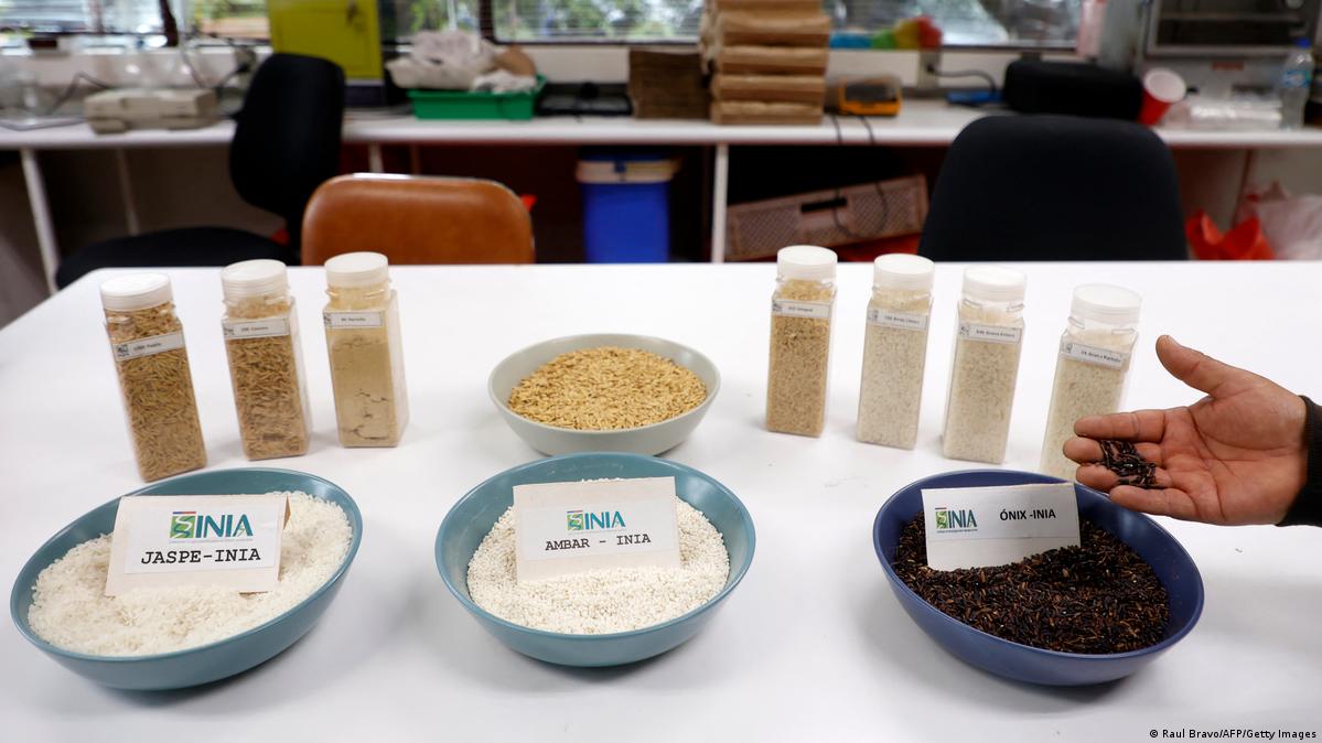 Arroz híbrido de Chile vence a sequías y ahorra agua