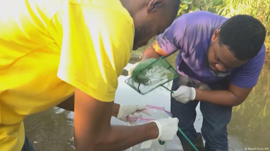 Ghana races to preserve rare Atewa slippery frog – DW – 05/27/2025