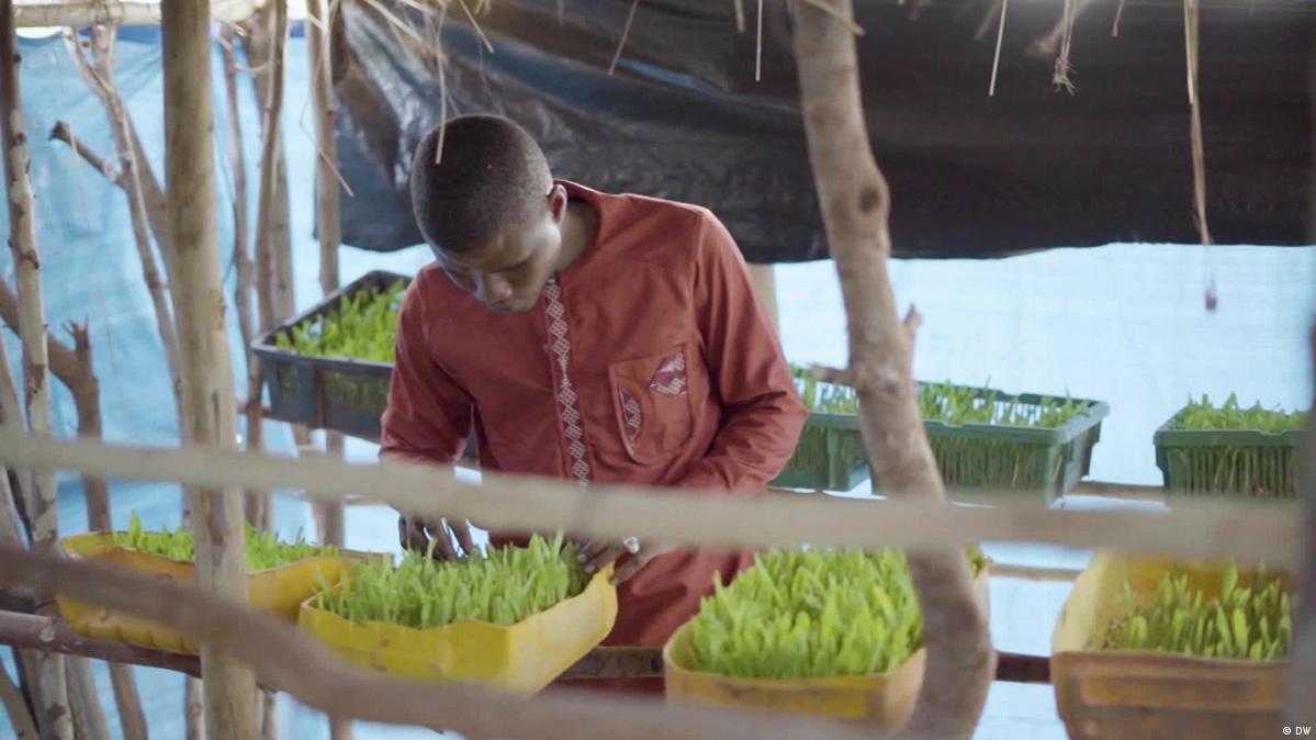 How Hydroponic Crops Reduce Herder-farmer Conflict in Mali