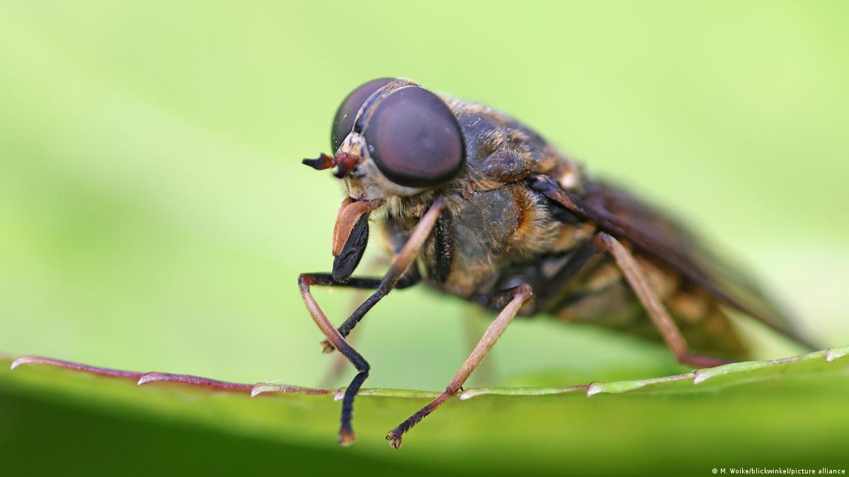 Nuevo sistema de visión biónica con IA inspirado en insectos