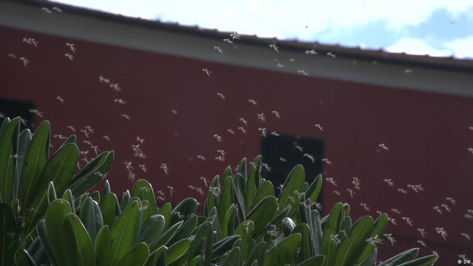 Mosquito swarm plagues Italian town of Orbetello – DW – 08/05/2025