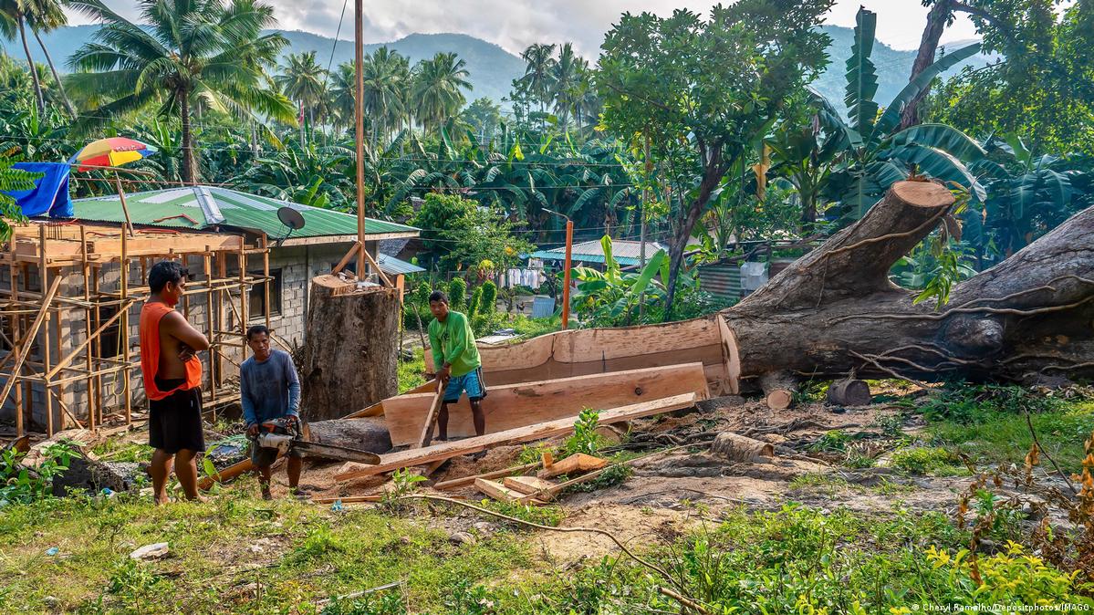 Is the Philippines' reforestation drive coming up short? – DW – 05/31/2025