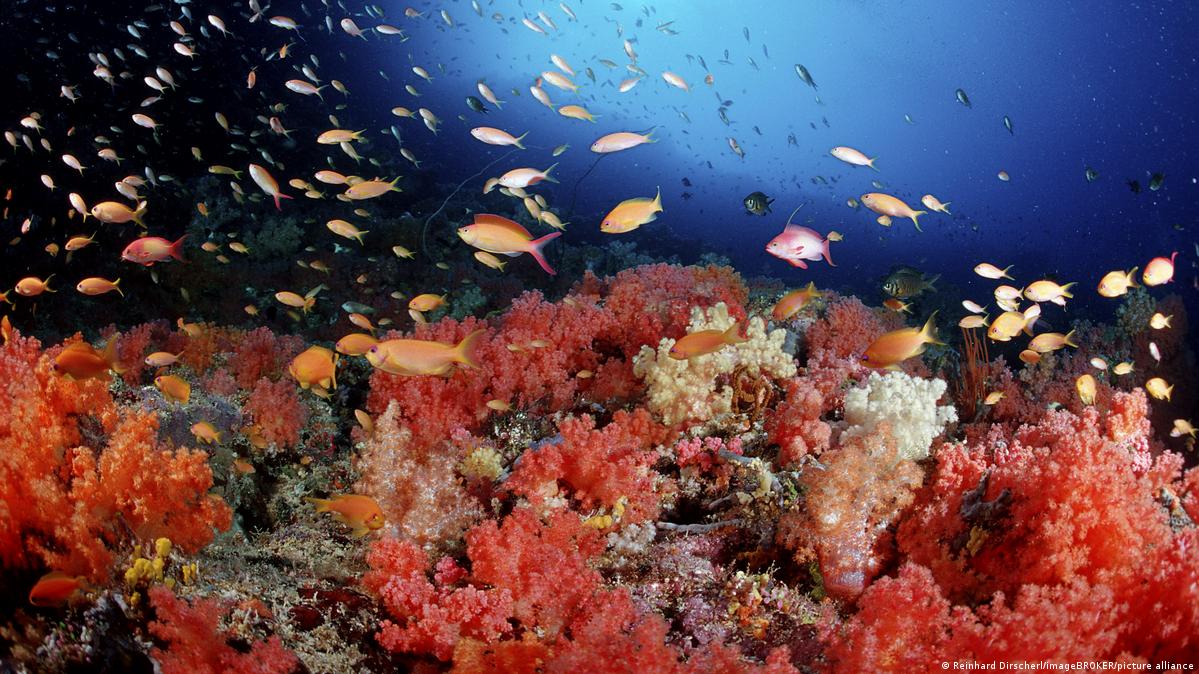 What's the state of our oceans?