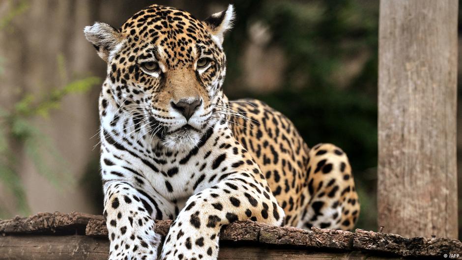 How urbanization threatens wild cats in Brazil