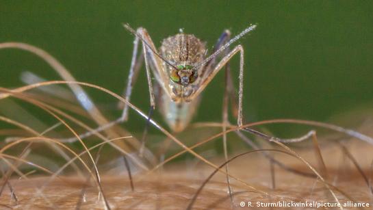 Mücken verbreiten das tropische West-Nil-Virus im Norden