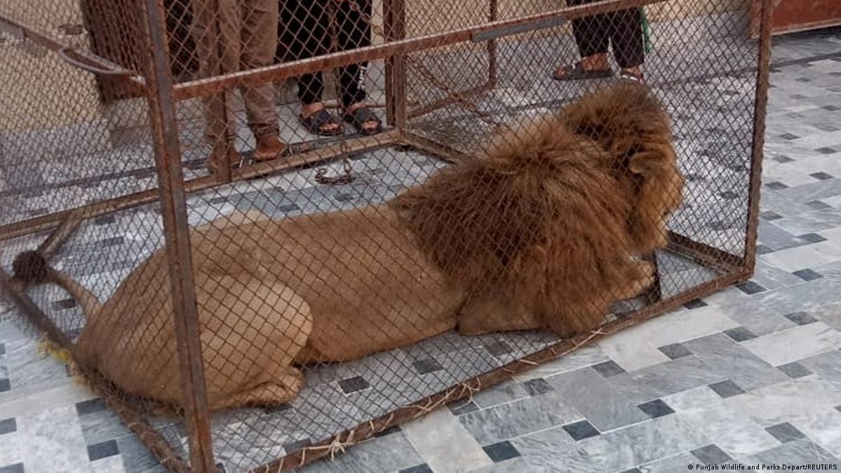 Pakistan: Authorities seize 18 lions kept as pets – DW – 07/07/2025