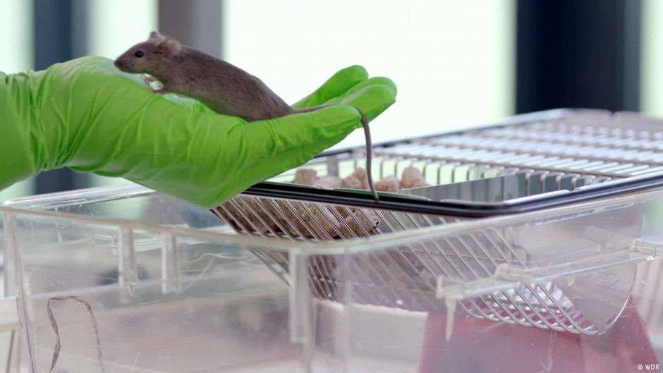 Lab alternative — can biochips replace animal testing? – DW – 07/19/2025