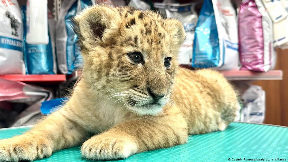 Ligres, mulas y otros extraños híbridos del mundo animal – DW – 16/07/2025