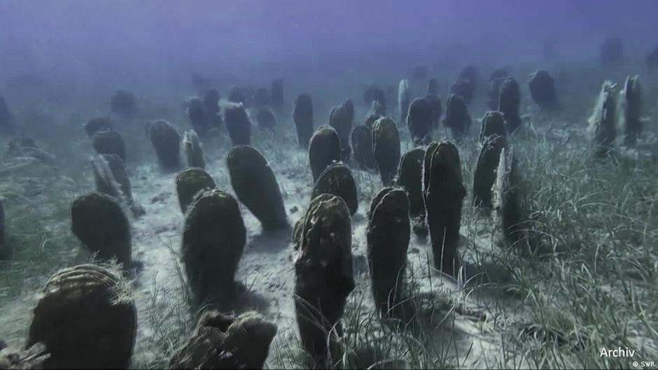 Saving the giant pen shell in Greece – DW – 07/24/2025