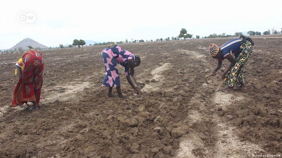 Nigerian refugees in Cameroon are farming to combat hunger – DW – 07/21 ...