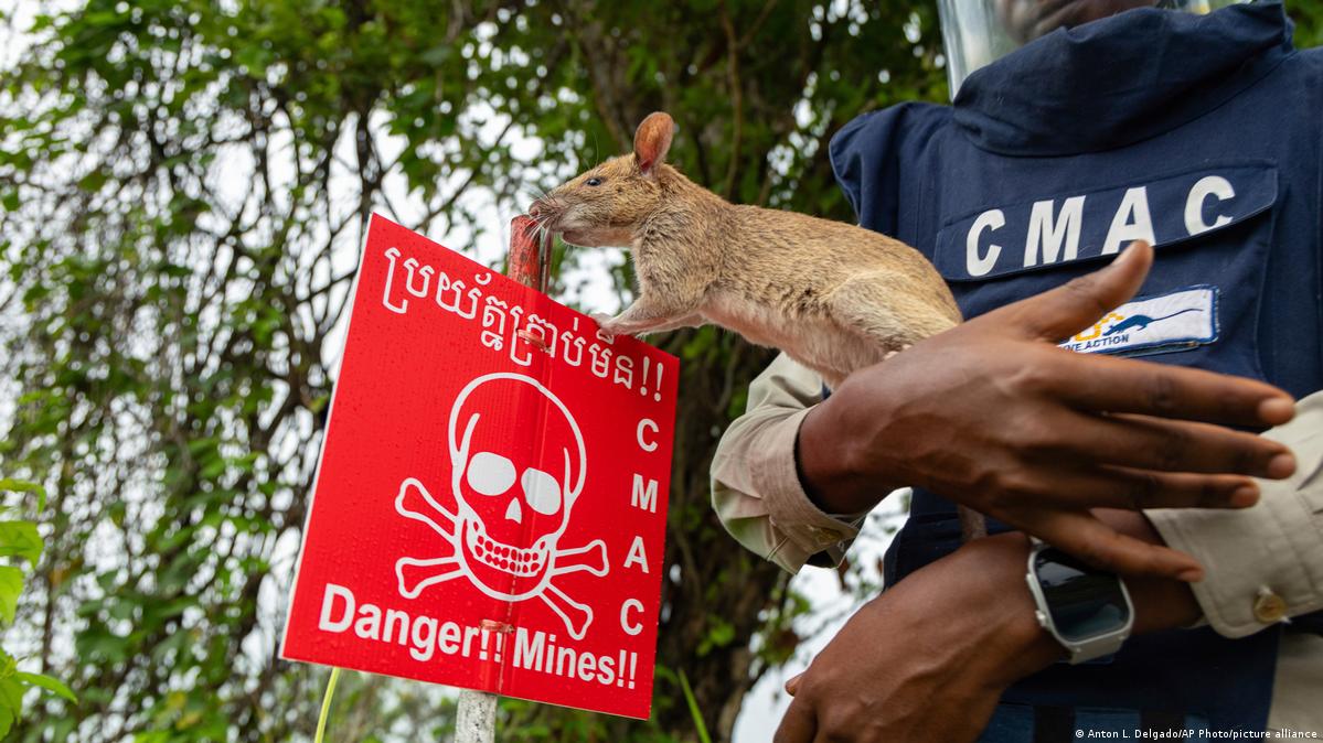 In Cambodia, giant pouched rats sniff out land mines