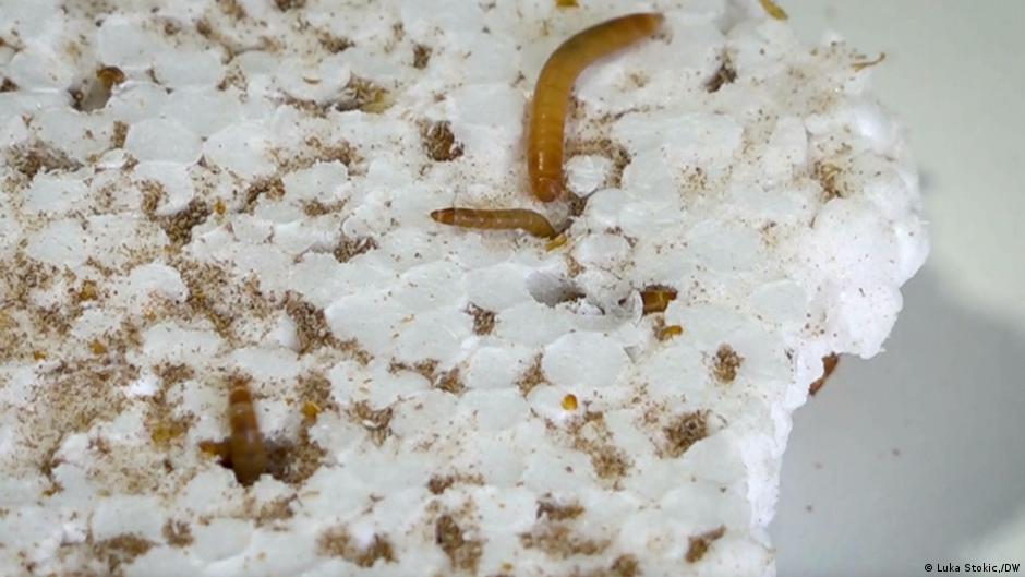 Can these worms eat our way out of the plastic crisis?