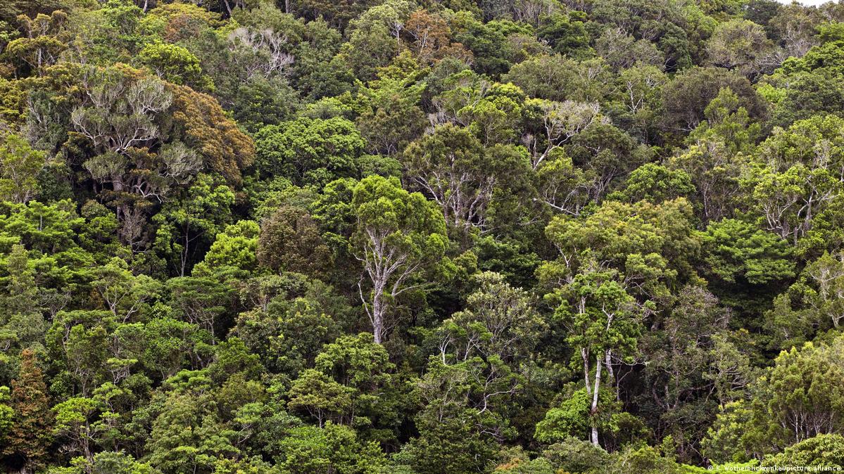 Trees host up to 1 trillion microbes, find US scientists