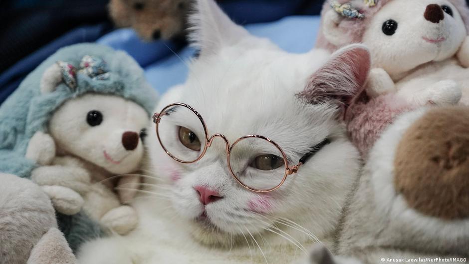 Why life is healthier with animals – DW – 06/13/2025