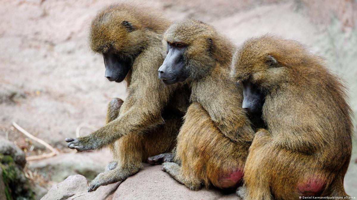 Germany: Baboons fed to lions and tigers after zoo culling