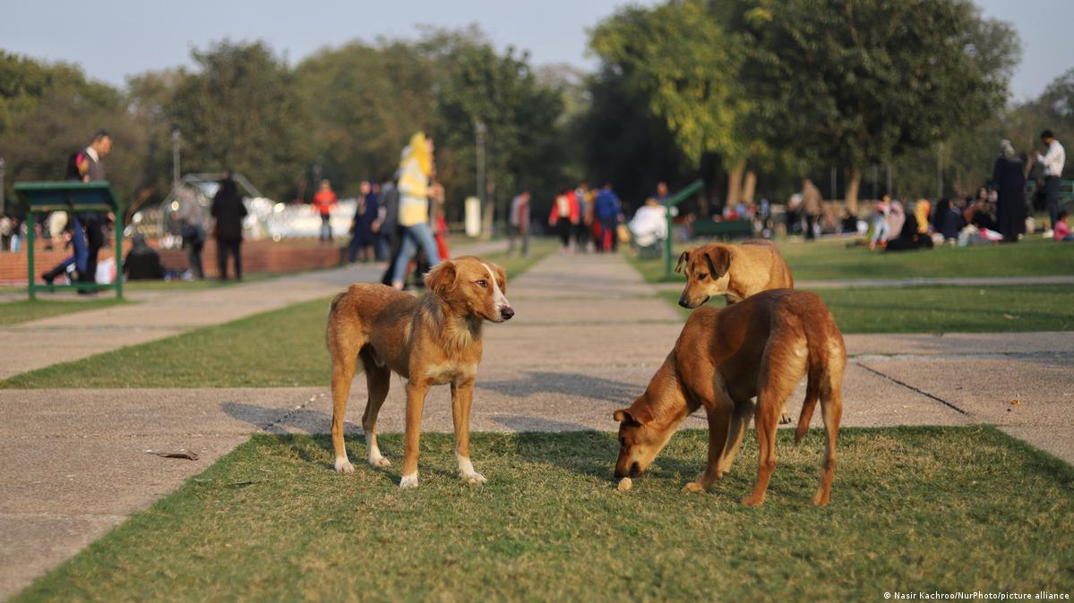 India court orders removal of 5,000 stray dogs in New Delhi – DW – 08 ...