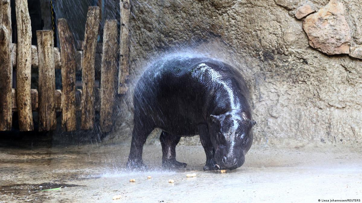 Bon voyage Toni — Berlin readies pygmy hippo for France
