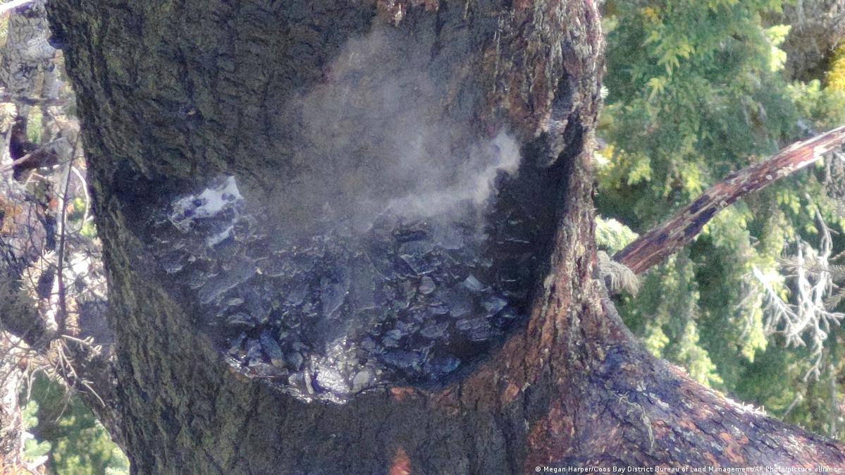 Firefighters battle flame on one of the world's oldest trees – DW – 08 ...