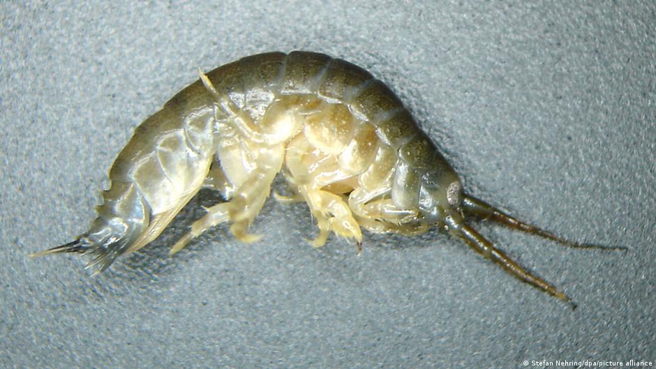 How amphipods reflect the quality of groundwater
