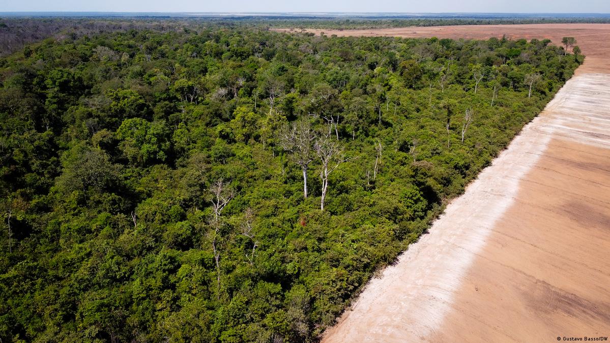 Brazil's soy giants clear way for deforestation