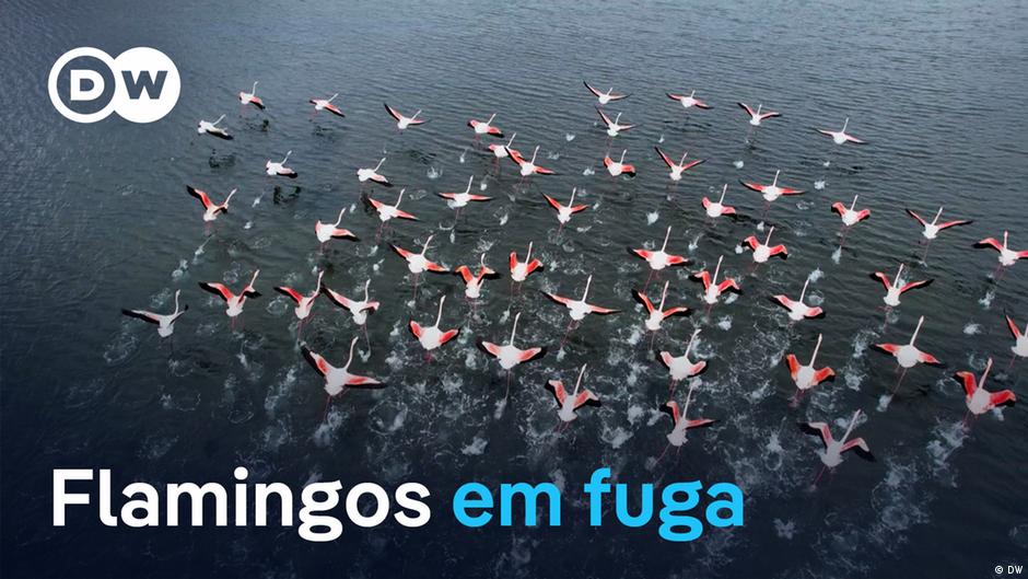 O que está expulsando os flamingos da África Oriental? – DW – 05/09/2025