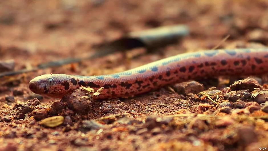 Helping humans while saving snakes in Kerala