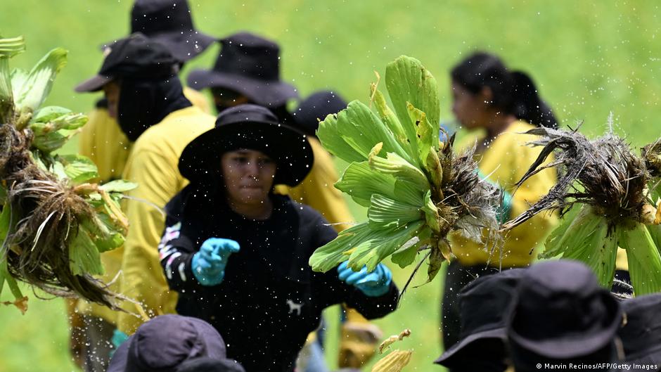 Invasive water weed threatens El Salvador wetland