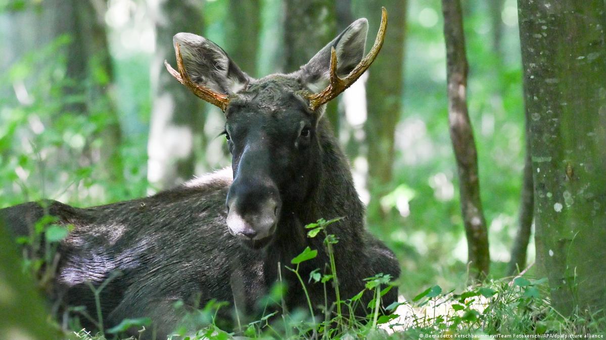 Tschechien bietet Elch Emil ein neues Zuhause – DW – 01.10.2025