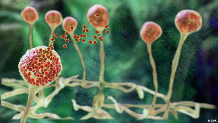 Invasive Fungal Infections - The New Threat – DW – 10/13/2025