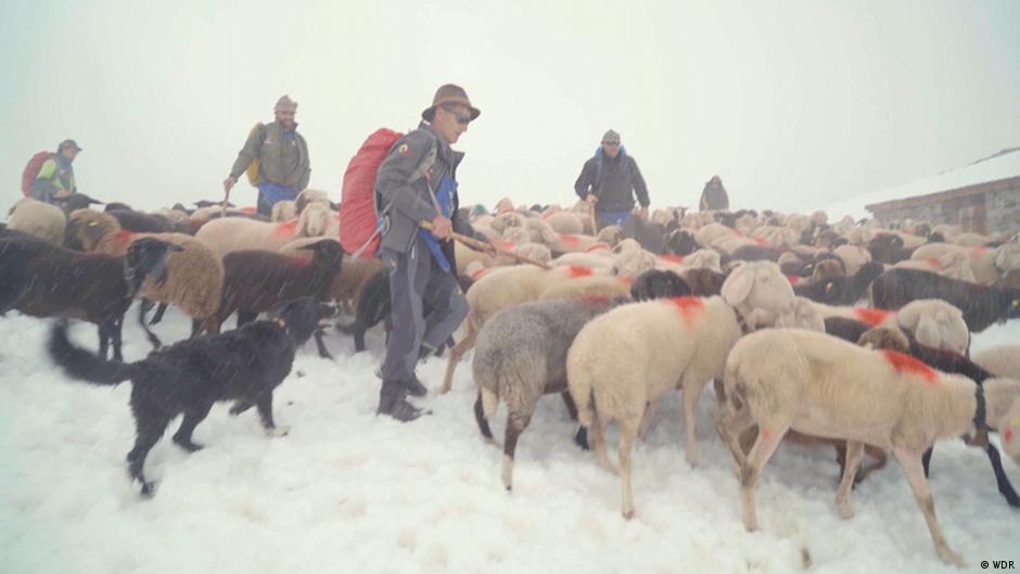 Crossing a glacier with 1,400 sheep