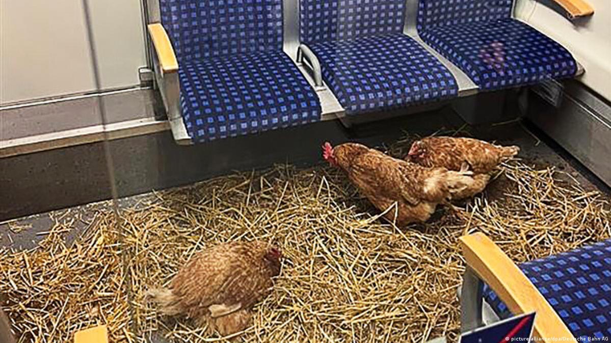 First-class hen party on Essen-Cologne train confuses DB